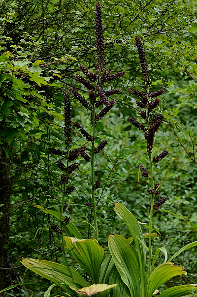 Tall plants | wild flower seeds